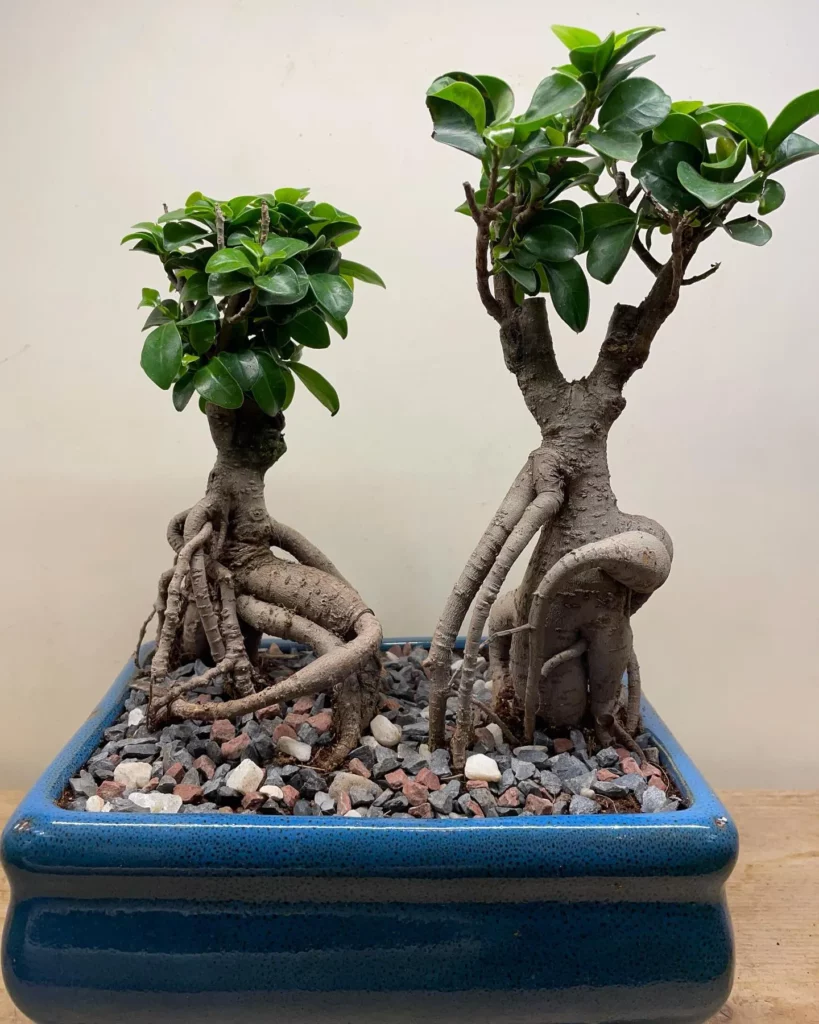 Ginseng Ficus: Optimal Growth Tips for Indoors