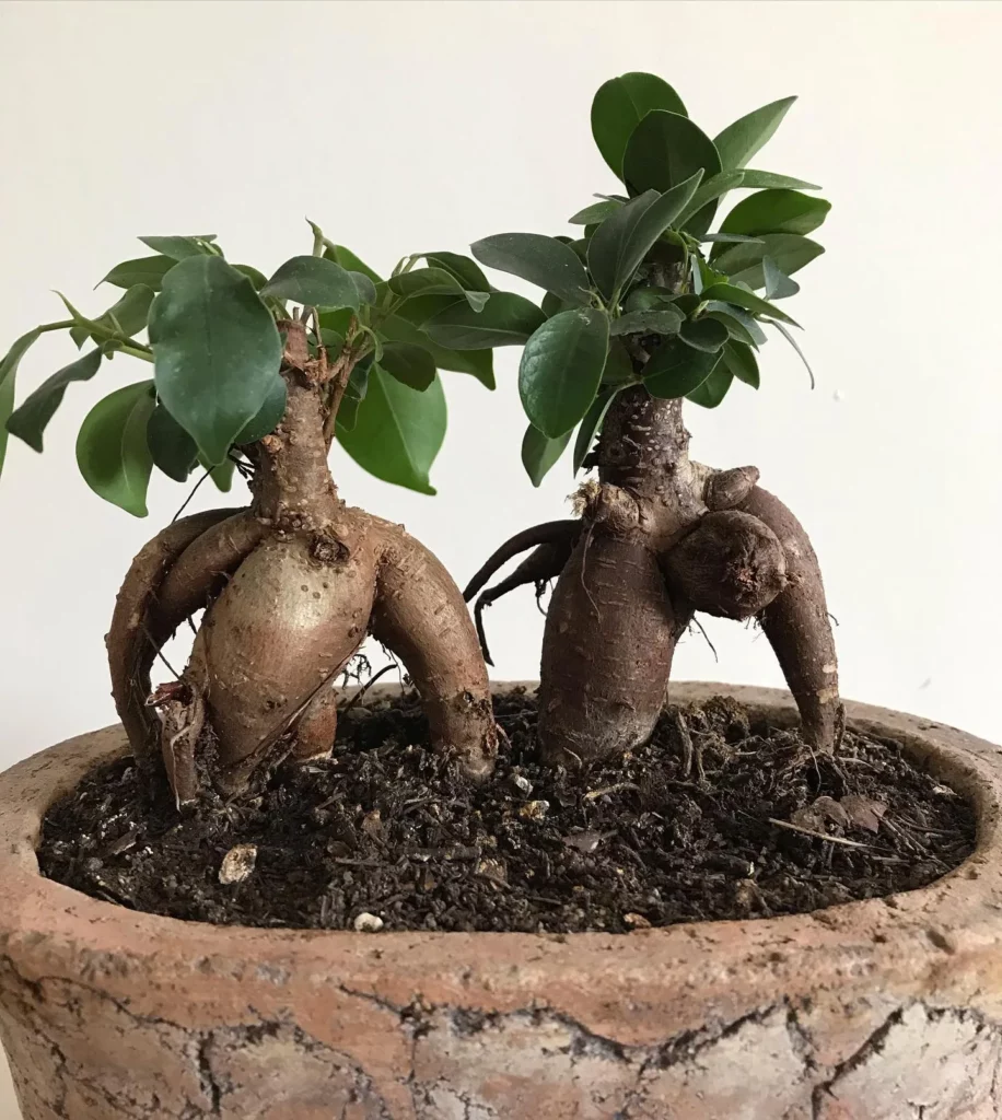 Ginseng Ficus: Optimal Growth Tips for Indoors