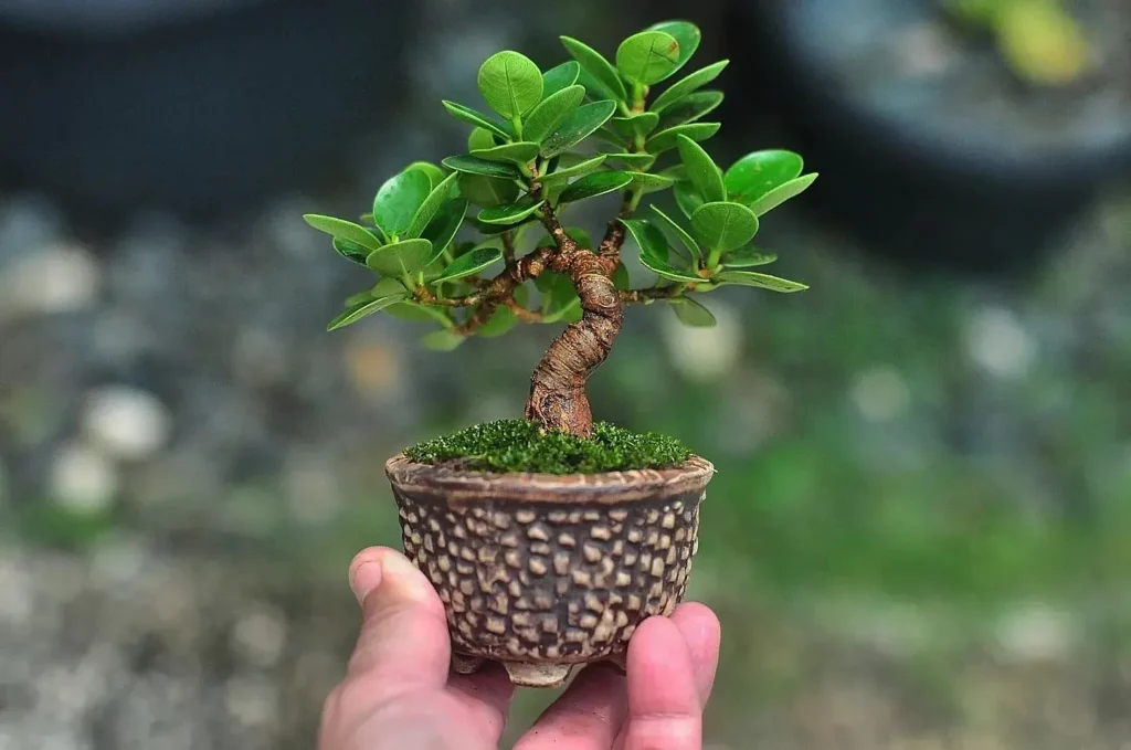 Expert Guide: Cultivating Ficus Microcarpa (Green Island) Houseplants