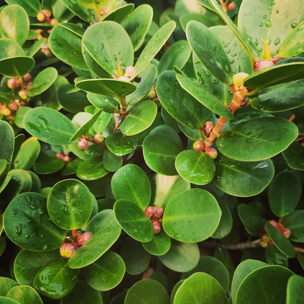 Ficus Microcarpa (Inexperienced Island) : Skilled Cultivation ...