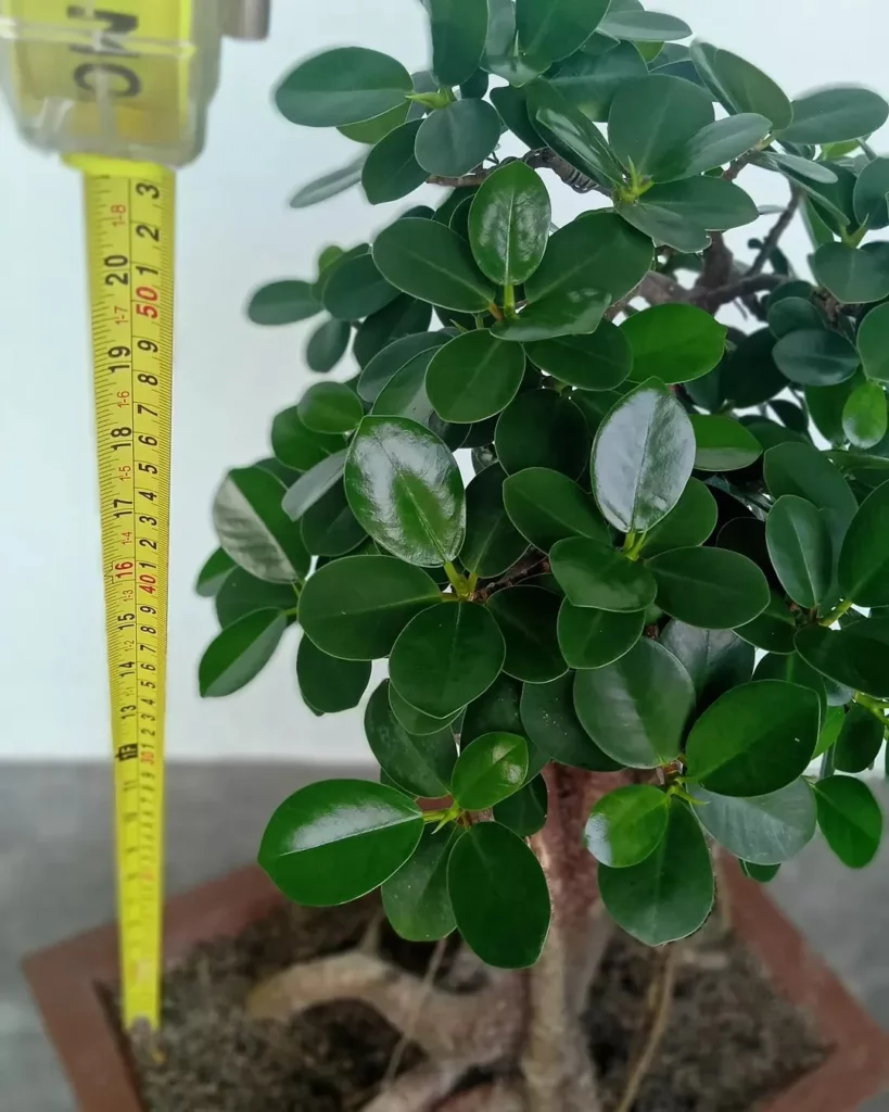 Ficus Microcarpa (Green Island) : Expert Cultivation Guide