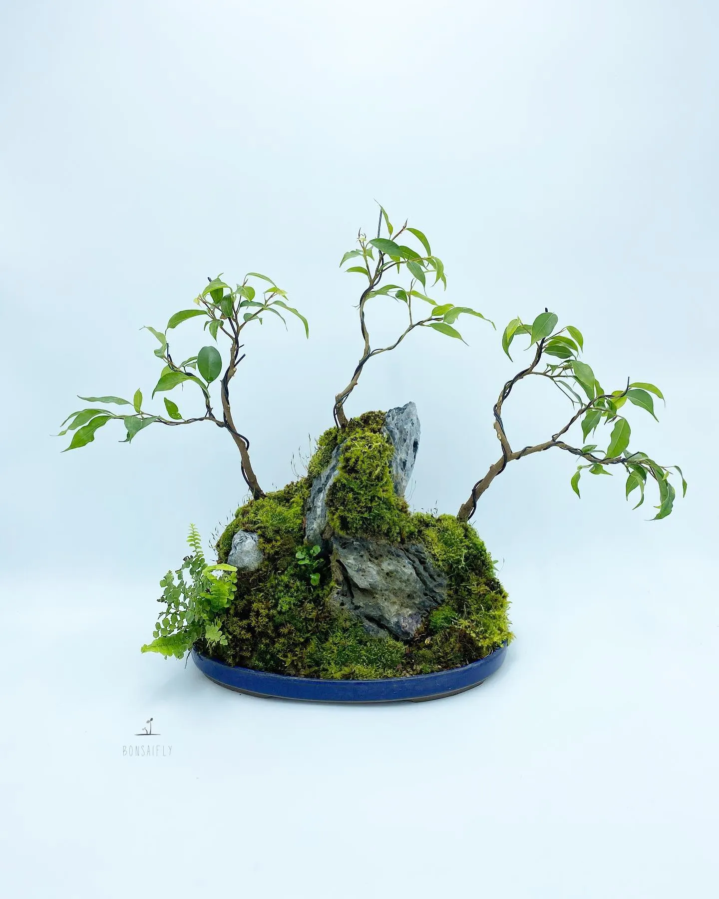 Advanced Ficus Neriifolia Care Techniques for Enthusiasts