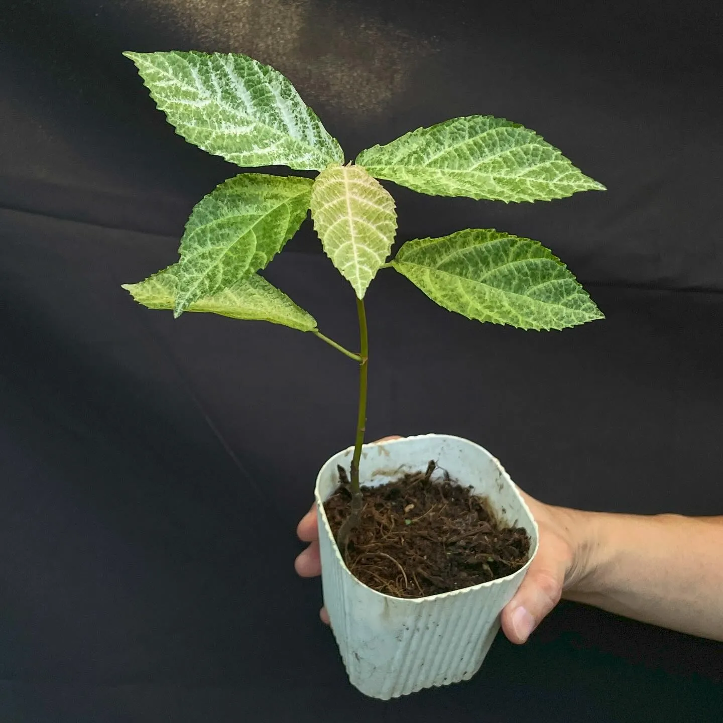 Ficus Nota Cultivation Secrets: Practical Expert Gardening Advice