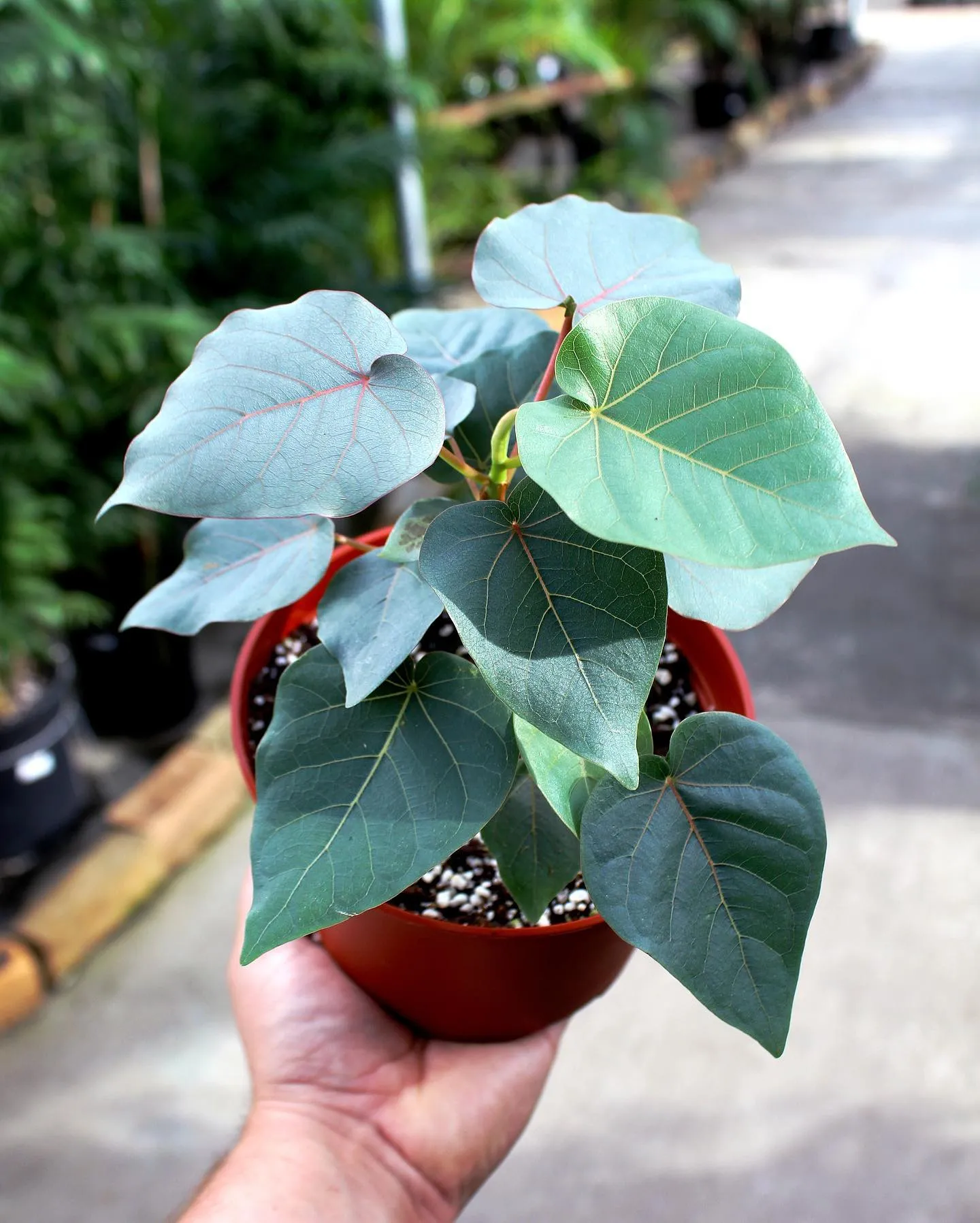 Ficus Petiolaris (Rock Fig) Indoor Growing: Essential Guide