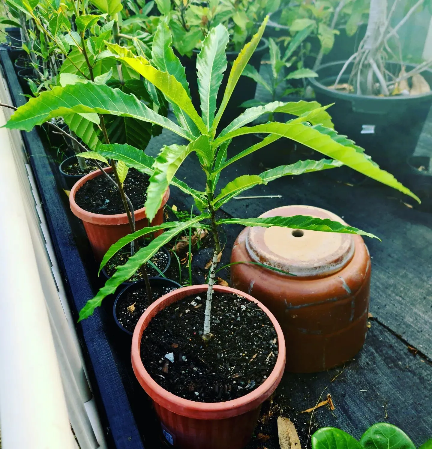 Ficus Pseudopalma Care: Expert Guidance for Thriving Plants