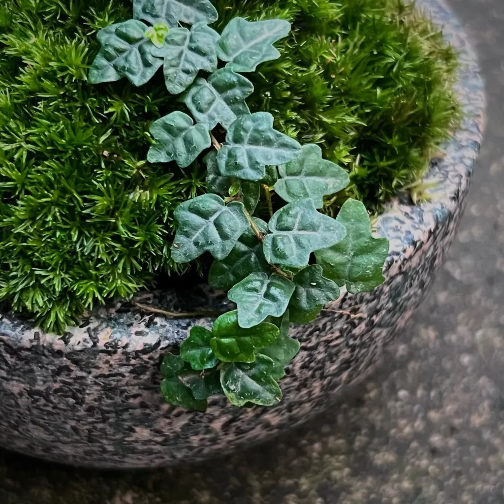 Guide to Indoor Ficus Pumila Quercifolia Cultivation