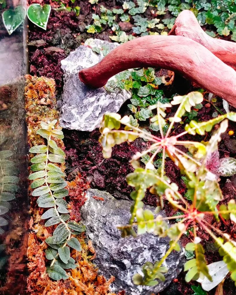 Guide to Indoor Ficus Pumila Quercifolia Cultivation