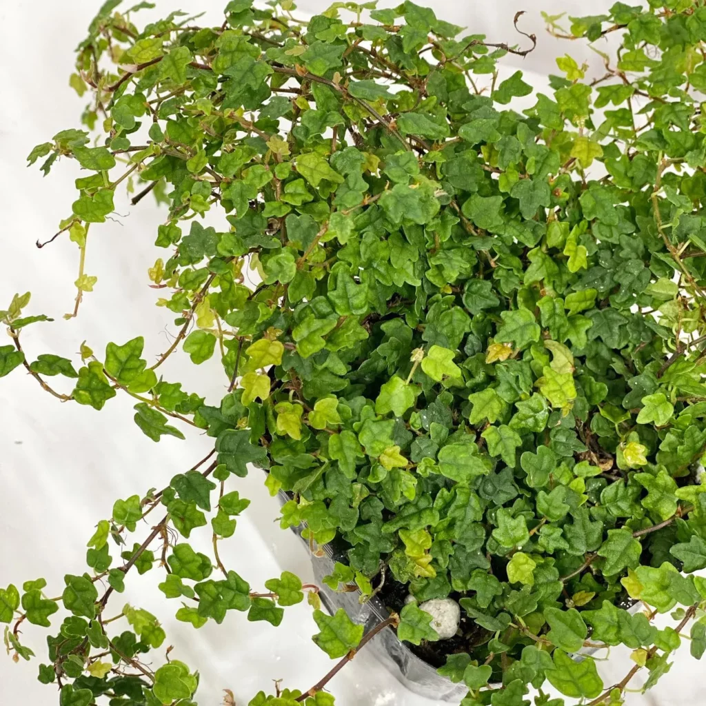 Guide to Indoor Ficus Pumila Quercifolia Cultivation