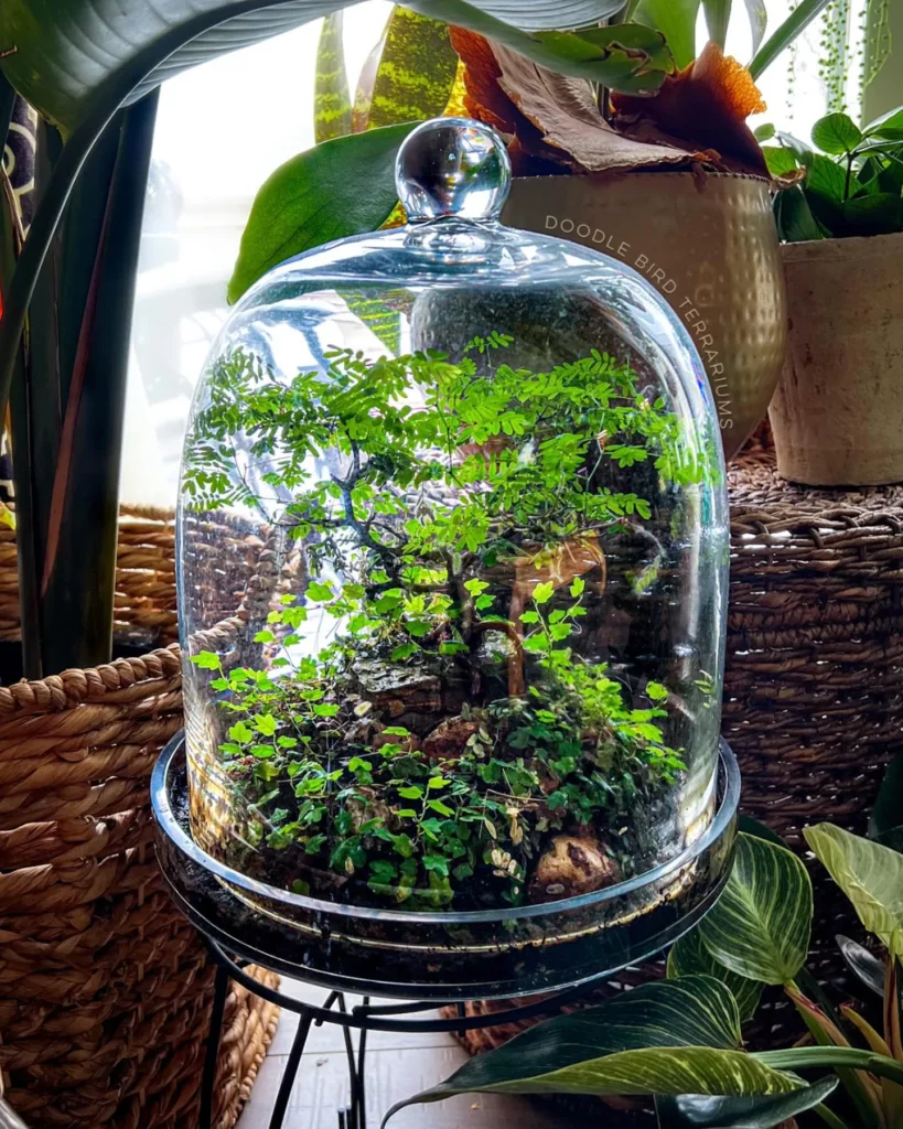 Guide to Indoor Ficus Pumila Quercifolia Cultivation