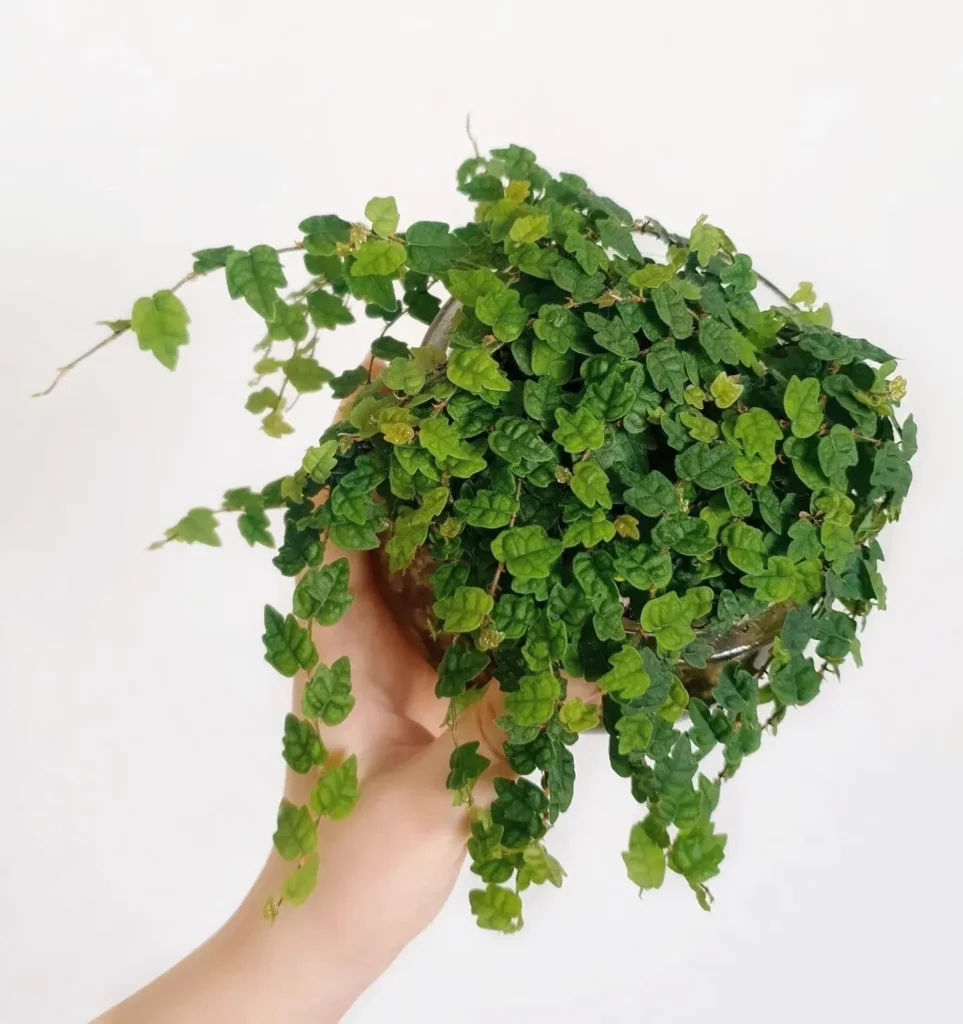 Guide to Indoor Ficus Pumila Quercifolia Cultivation