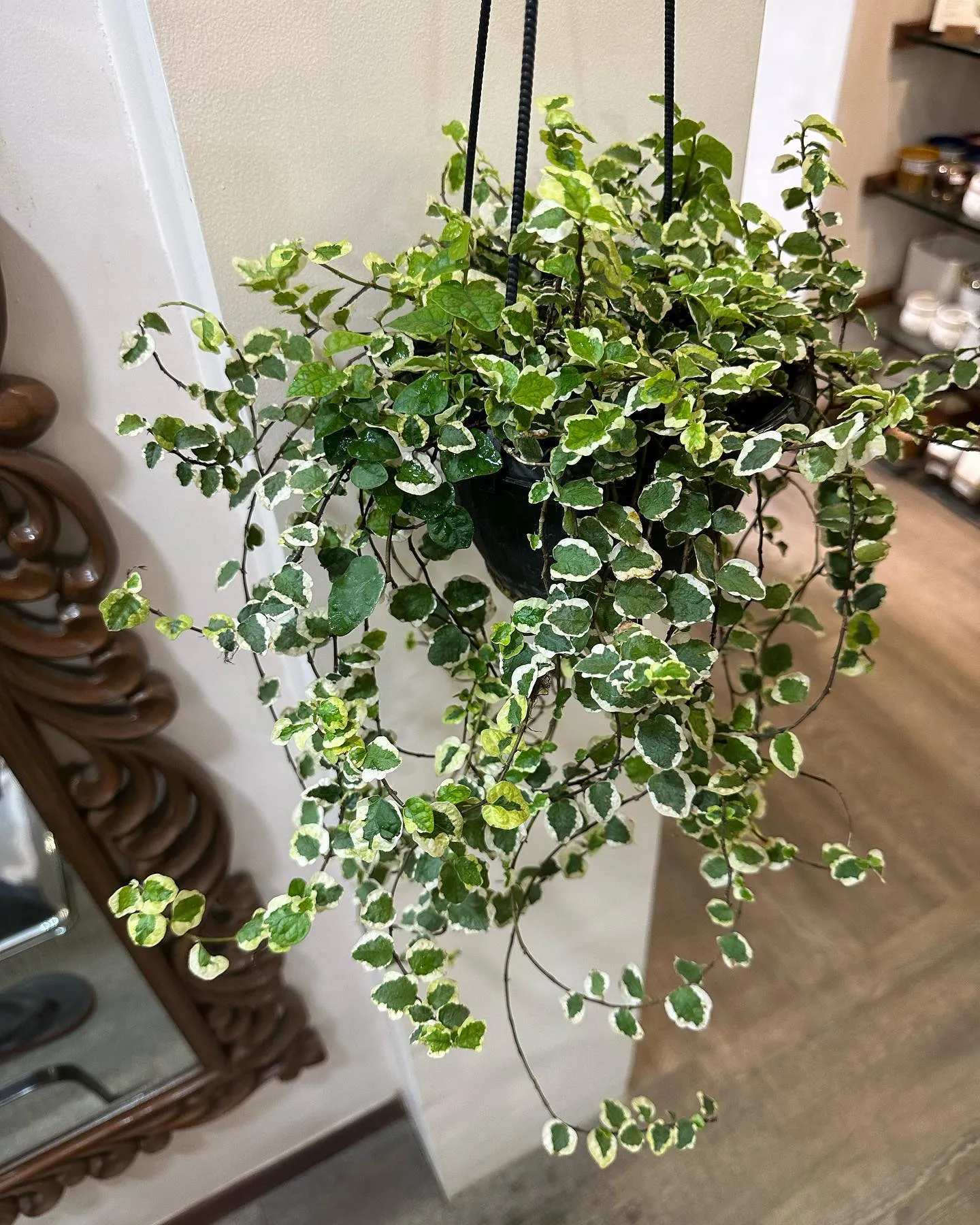 Ficus Pumila (Variegata): Expert Care Tips Guide