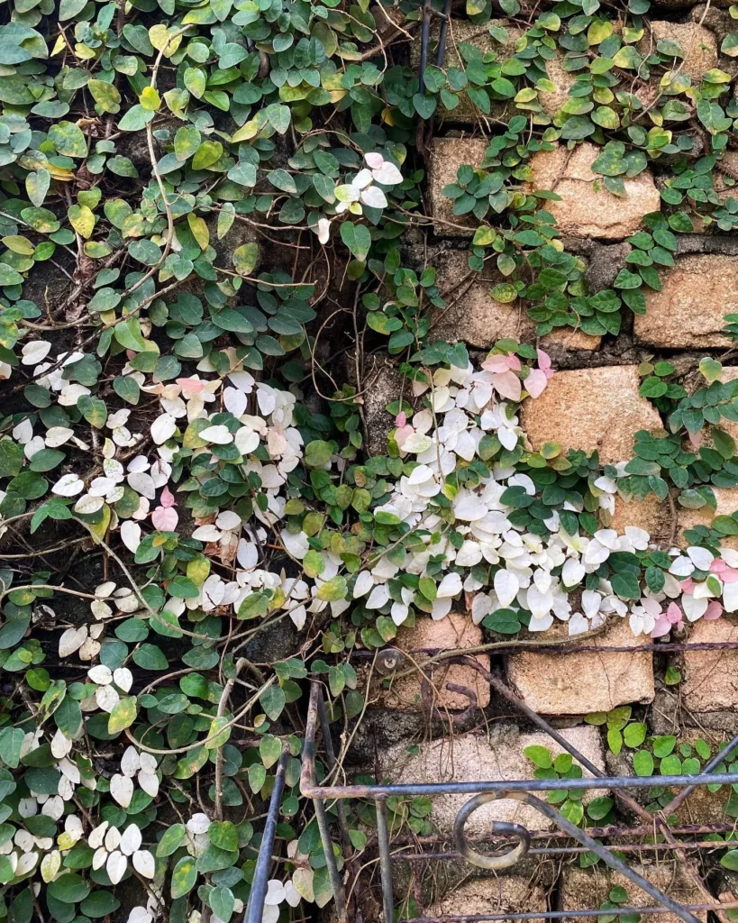 Ficus Pumila (Variegata): Expert Care Tips Guide