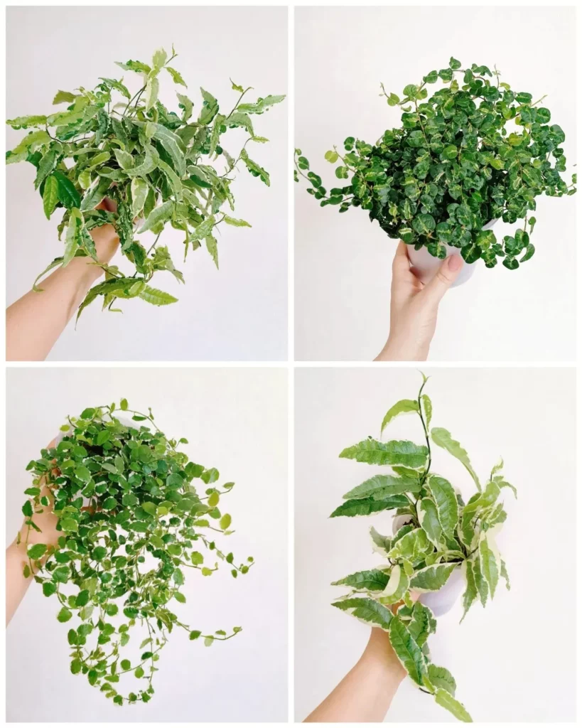 Ficus Pumila (Variegata): Expert Care Tips Guide