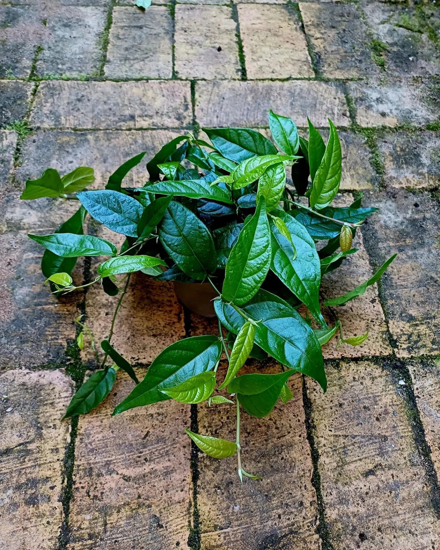 Robust Ficus Radicans Growth: Advanced Care Techniques