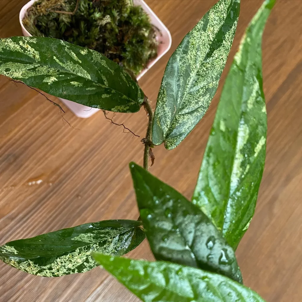 Ficus Radicans Variegata Indoor Gardening: Essential Advice