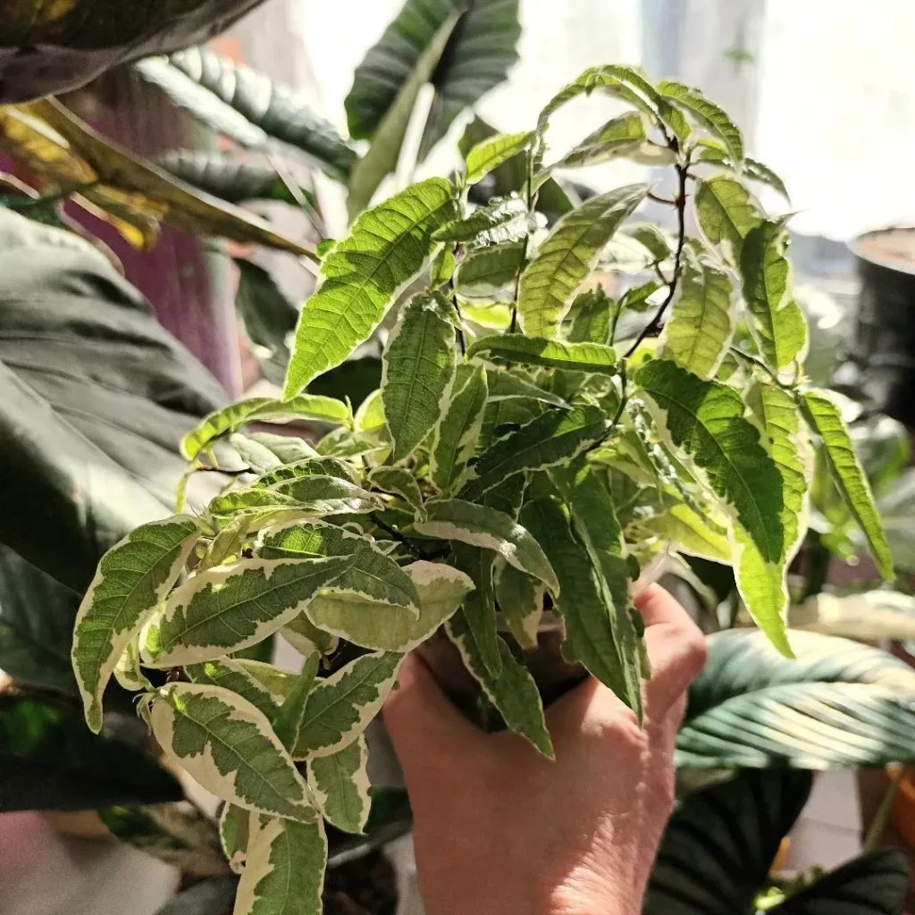 Ficus Radicans Variegata Indoor Gardening: Essential Advice