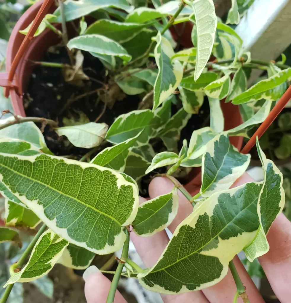 Ficus Radicans Variegata Indoor Gardening: Essential Advice