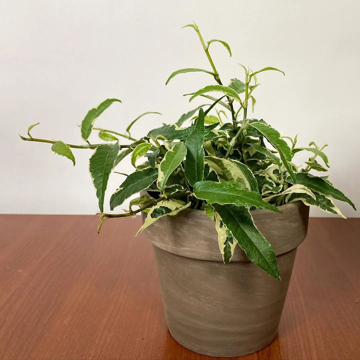 Ficus Radicans Variegata Indoor Gardening: Essential Advice