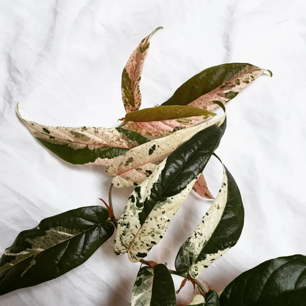 Ficus Radicans Variegata Indoor Gardening: Essential Advice