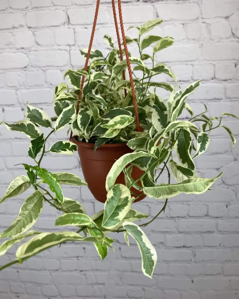 Ficus Radicans Variegata Indoor Gardening: Essential Advice