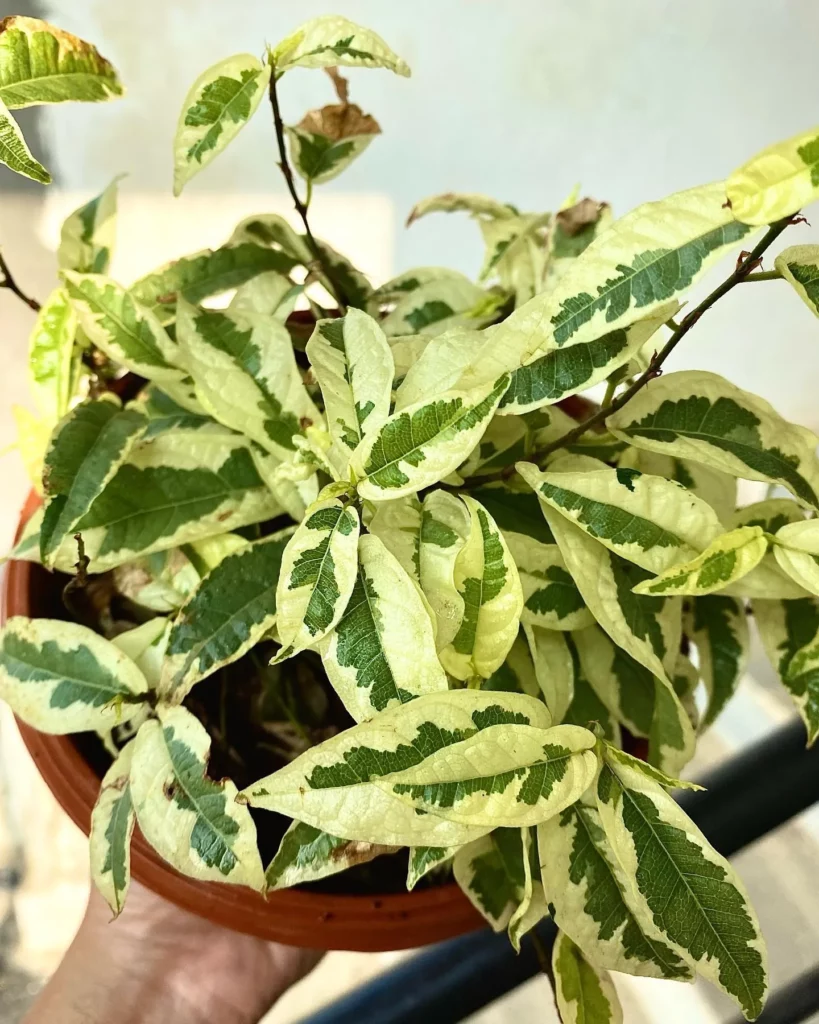 Ficus Radicans Variegata Indoor Gardening: Essential Advice