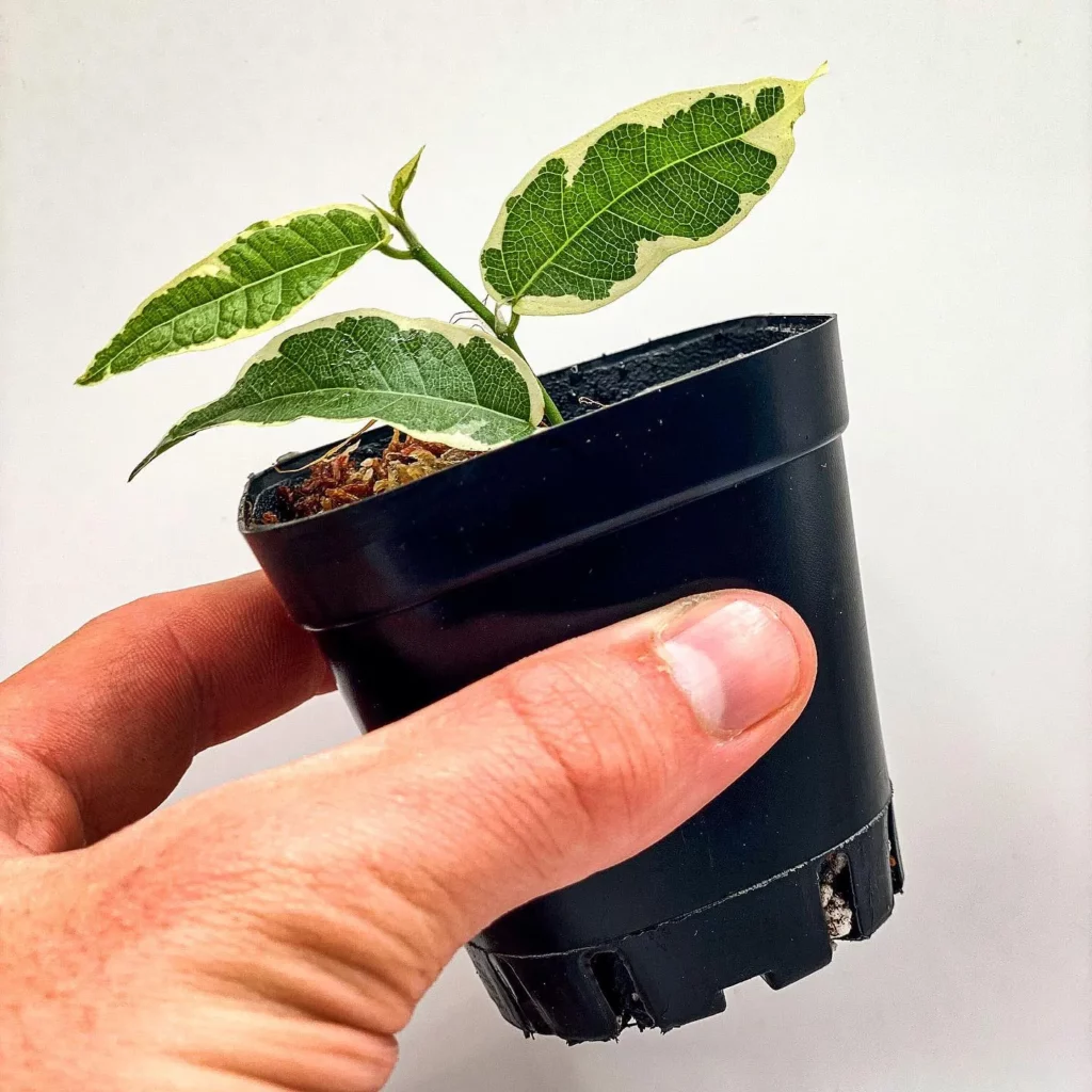 Ficus Radicans Variegata Indoor Gardening: Essential Advice