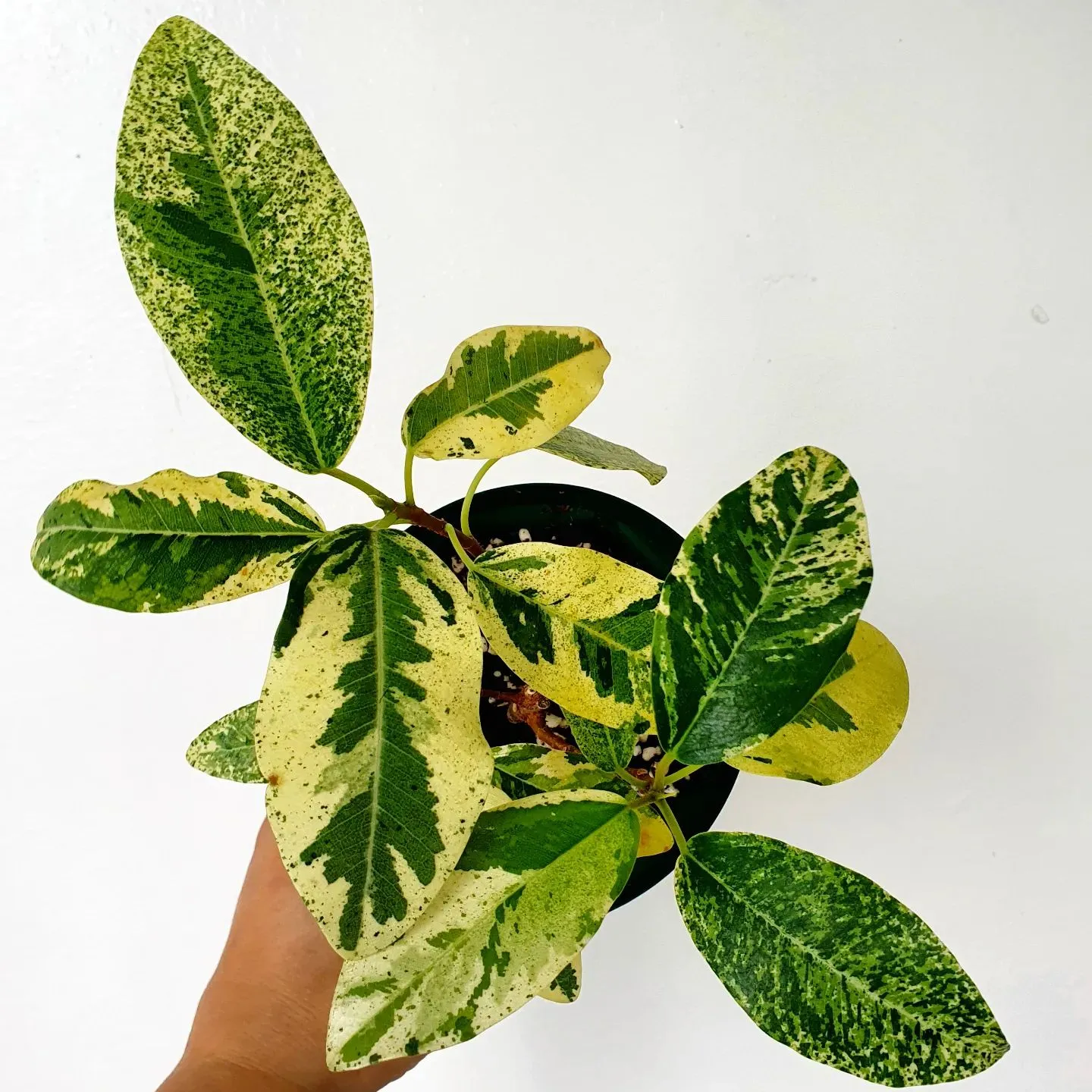 Ficus Rubiginosa Indoor Guide: Advanced Planting & Care Tips