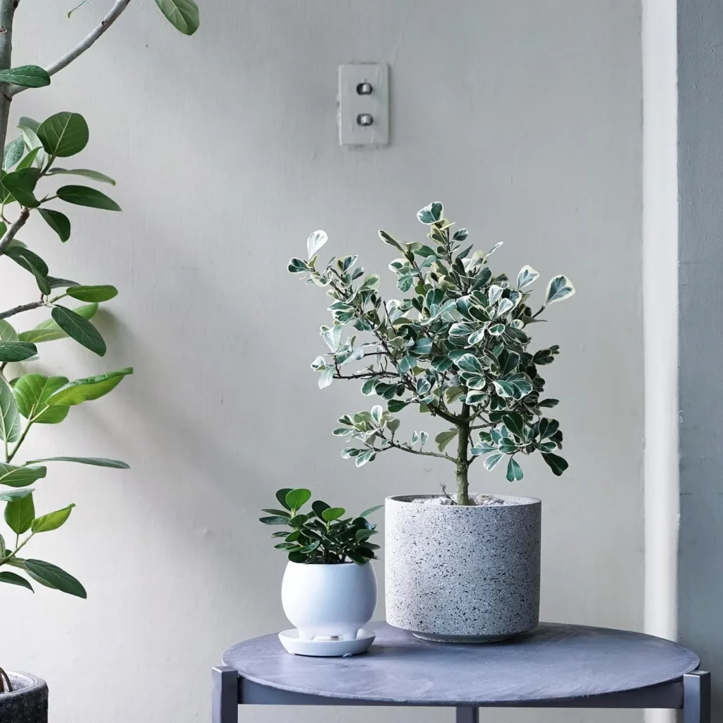 Ficus Triangularis Care: Advanced Growing Strategies Detailed