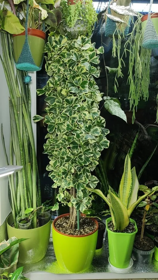 Ficus Triangularis Care: Advanced Growing Strategies Detailed