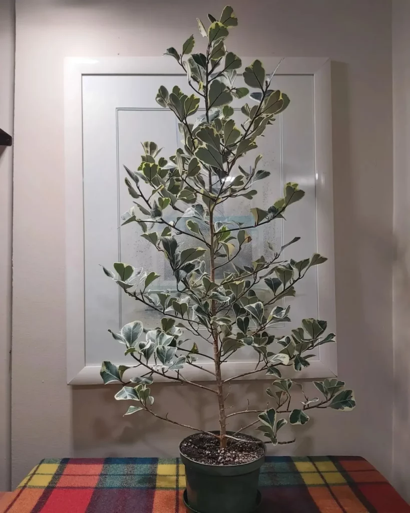 Ficus Triangularis Care: Advanced Growing Strategies Detailed