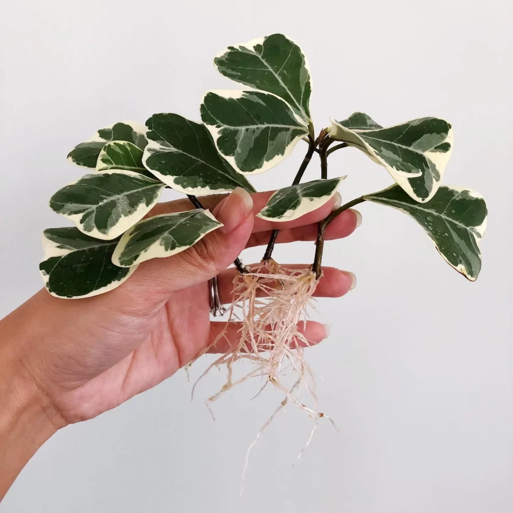 Ficus Triangularis Care: Advanced Growing Strategies Detailed