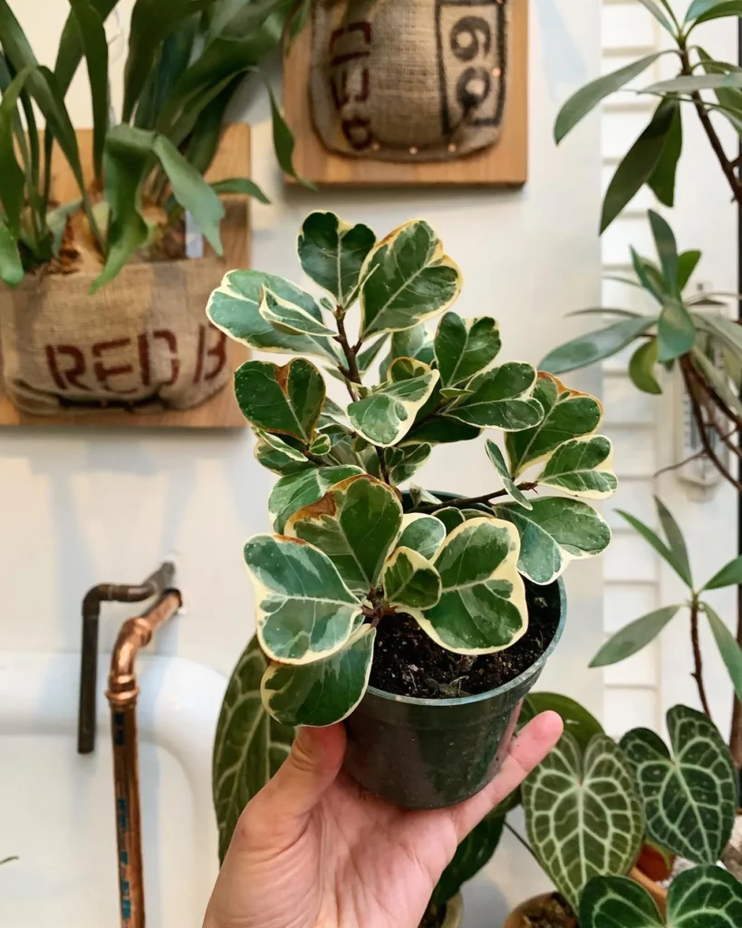 Ficus Triangularis Care: Advanced Growing Strategies Detailed