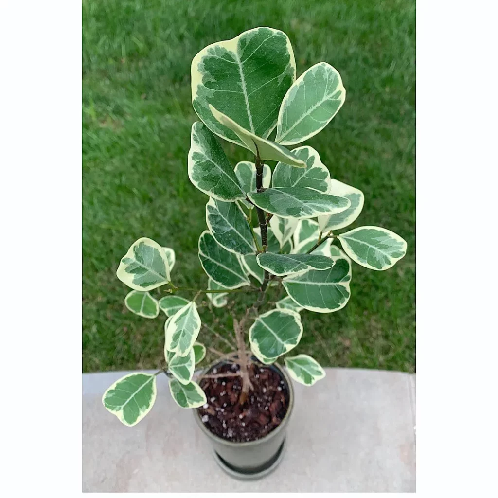 Ficus Triangularis Care: Advanced Growing Strategies Detailed