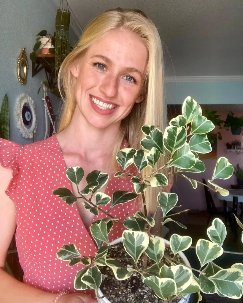 Ficus Triangularis Care: Advanced Growing Strategies Detailed