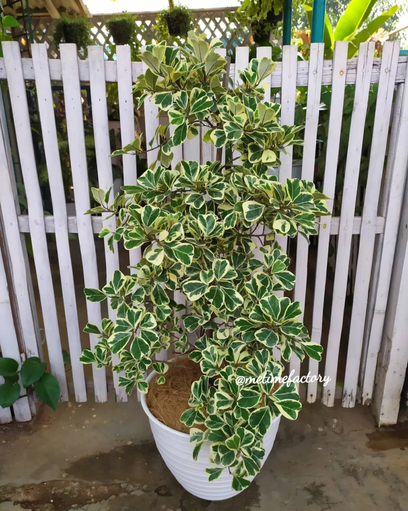 Ficus Triangularis Care: Advanced Growing Strategies Detailed