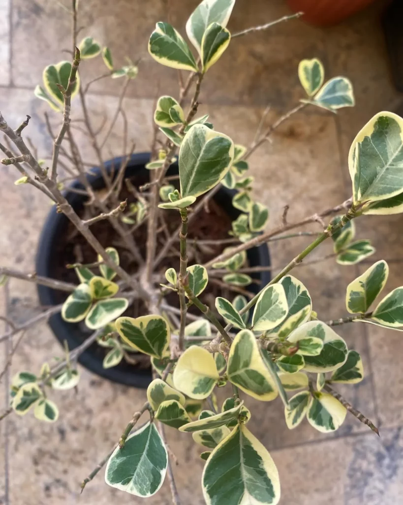 Ficus Triangularis Care: Advanced Growing Strategies Detailed