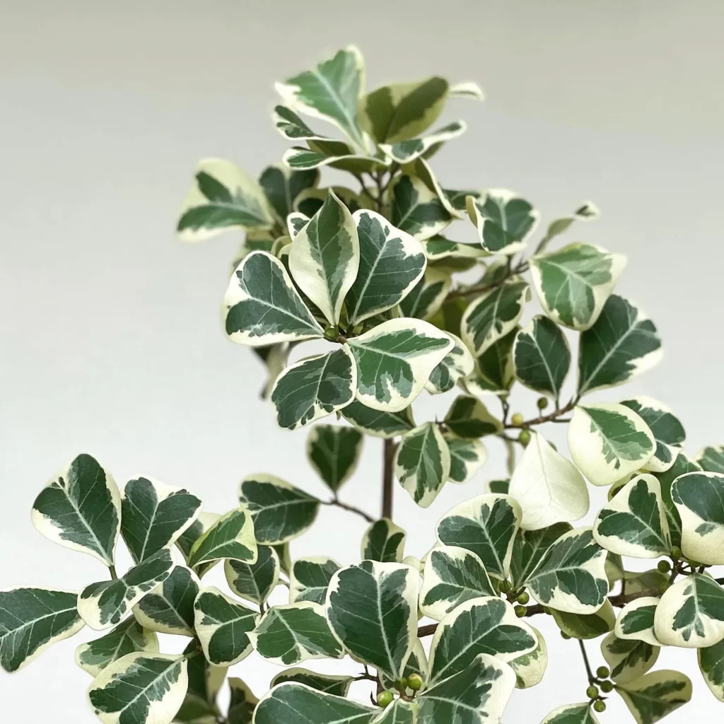 Ficus Triangularis Care: Advanced Growing Strategies Detailed