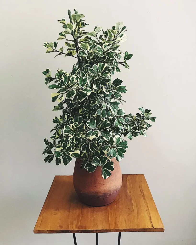 Ficus Triangularis Care: Advanced Growing Strategies Detailed