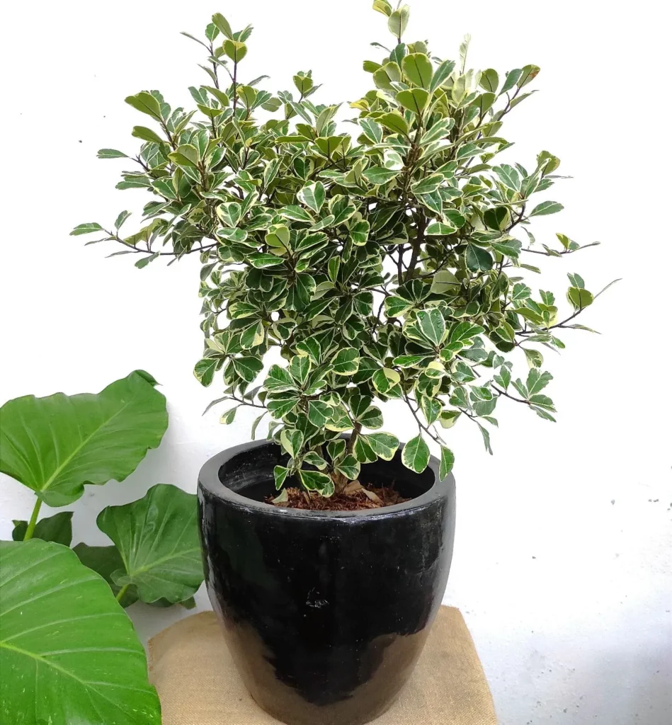 Ficus Triangularis Care: Advanced Growing Strategies Detailed
