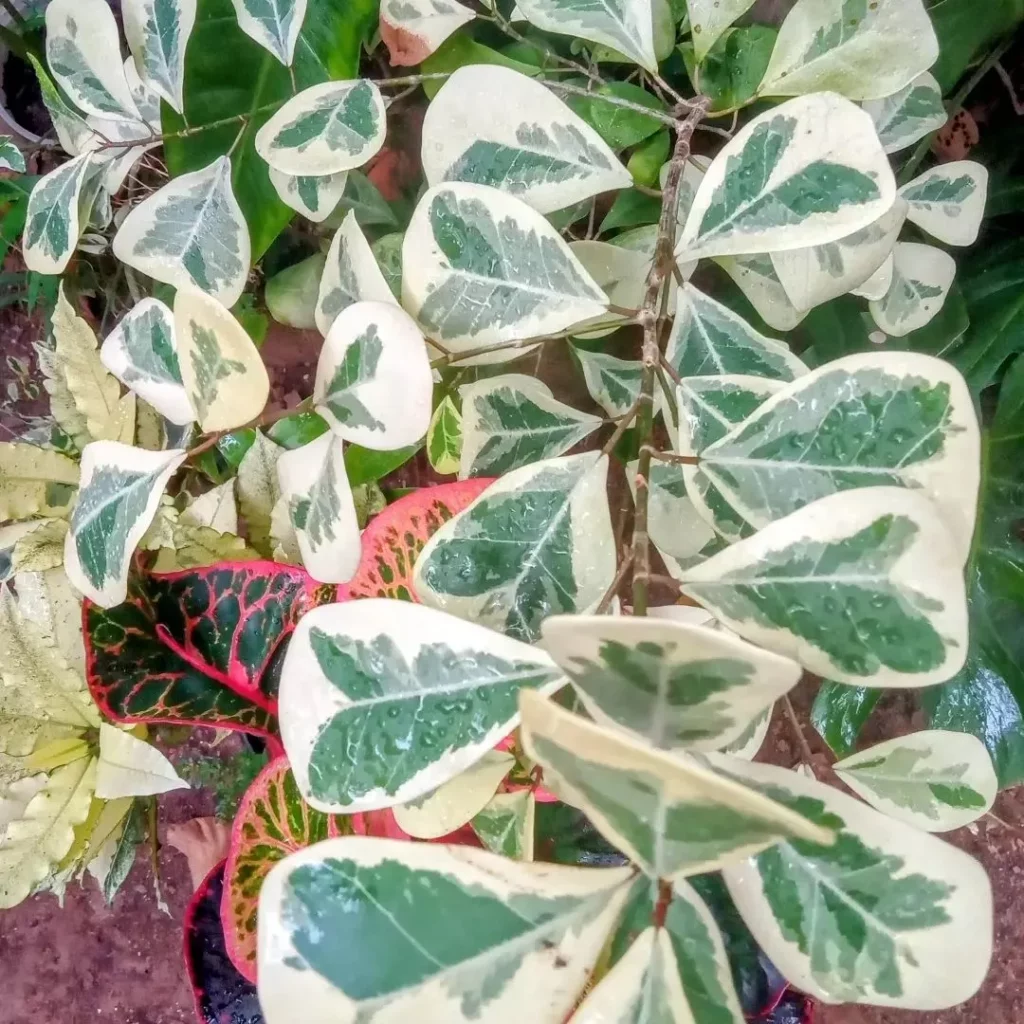 Ficus Triangularis Care: Advanced Growing Strategies Detailed