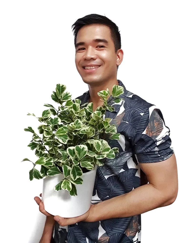 Ficus Triangularis Variegata: Proven Cultivation and Care Insights