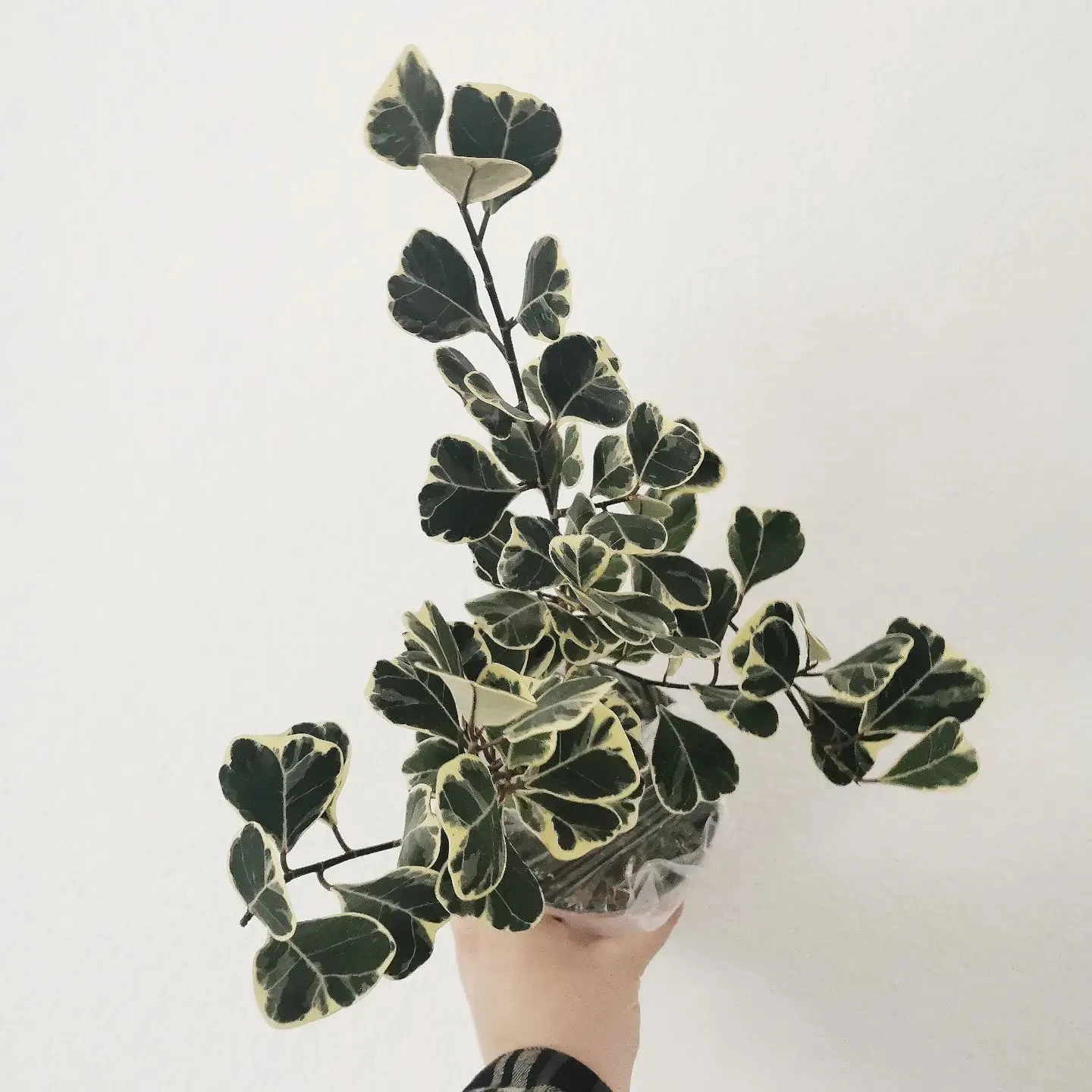 Ficus Triangularis Care: Advanced Growing Strategies Detailed