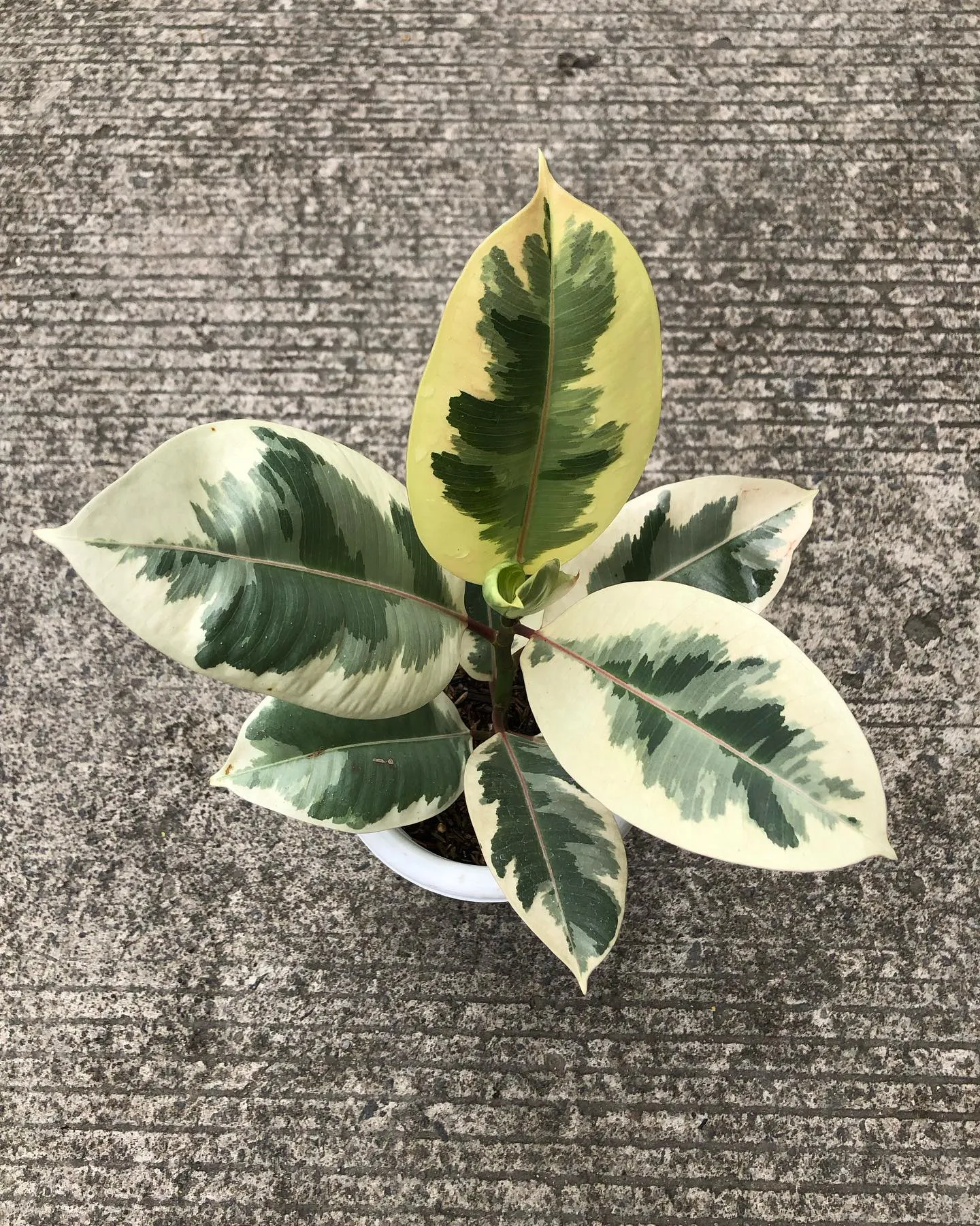 Ficus Variegata Care: Strategies for Healthy Indoor Plants
