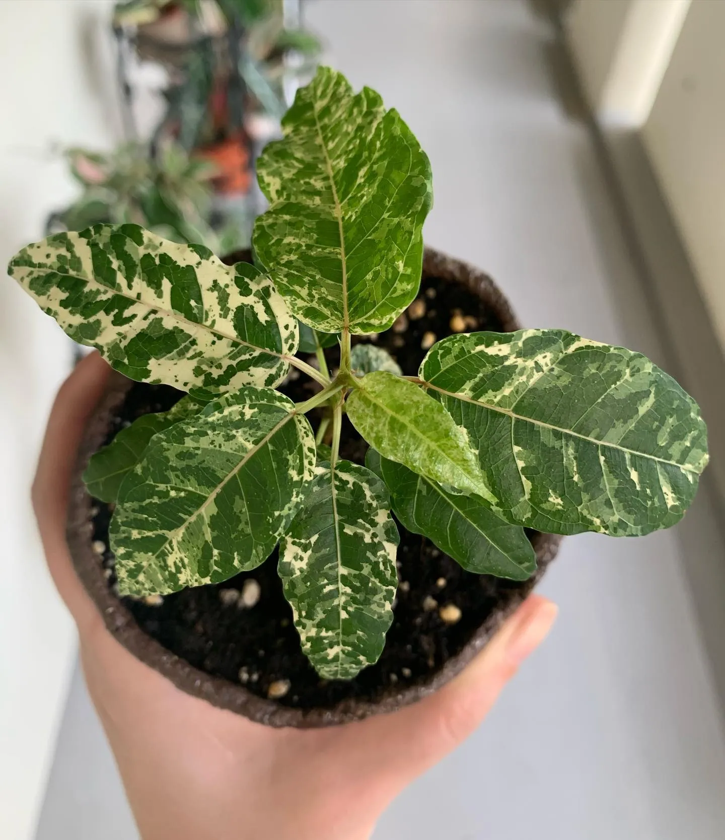 Indoor Ficus Virens Growth Expert Strategies For Healthy Plants