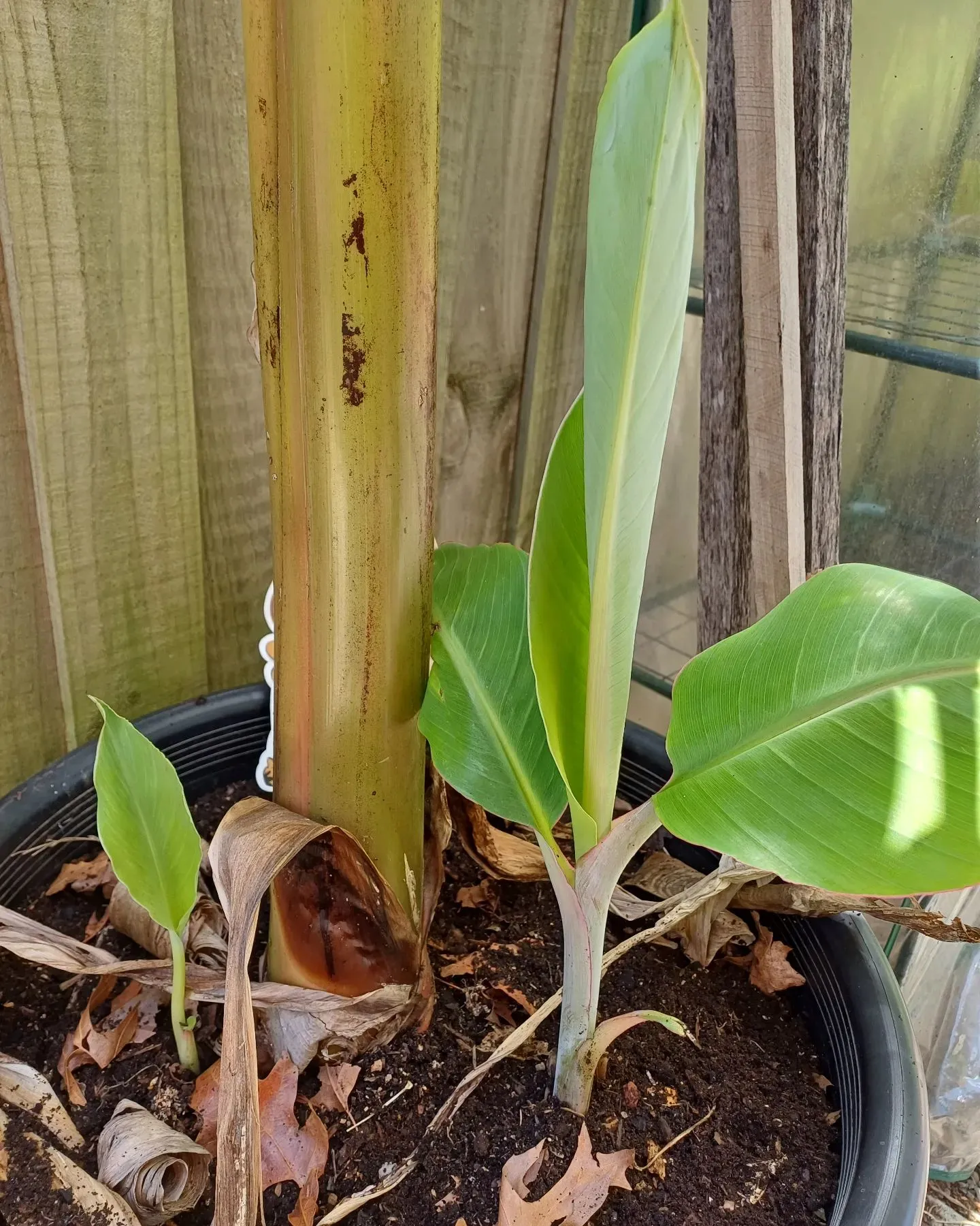 Banana Tree Care Guide Grow And Harvest Tips