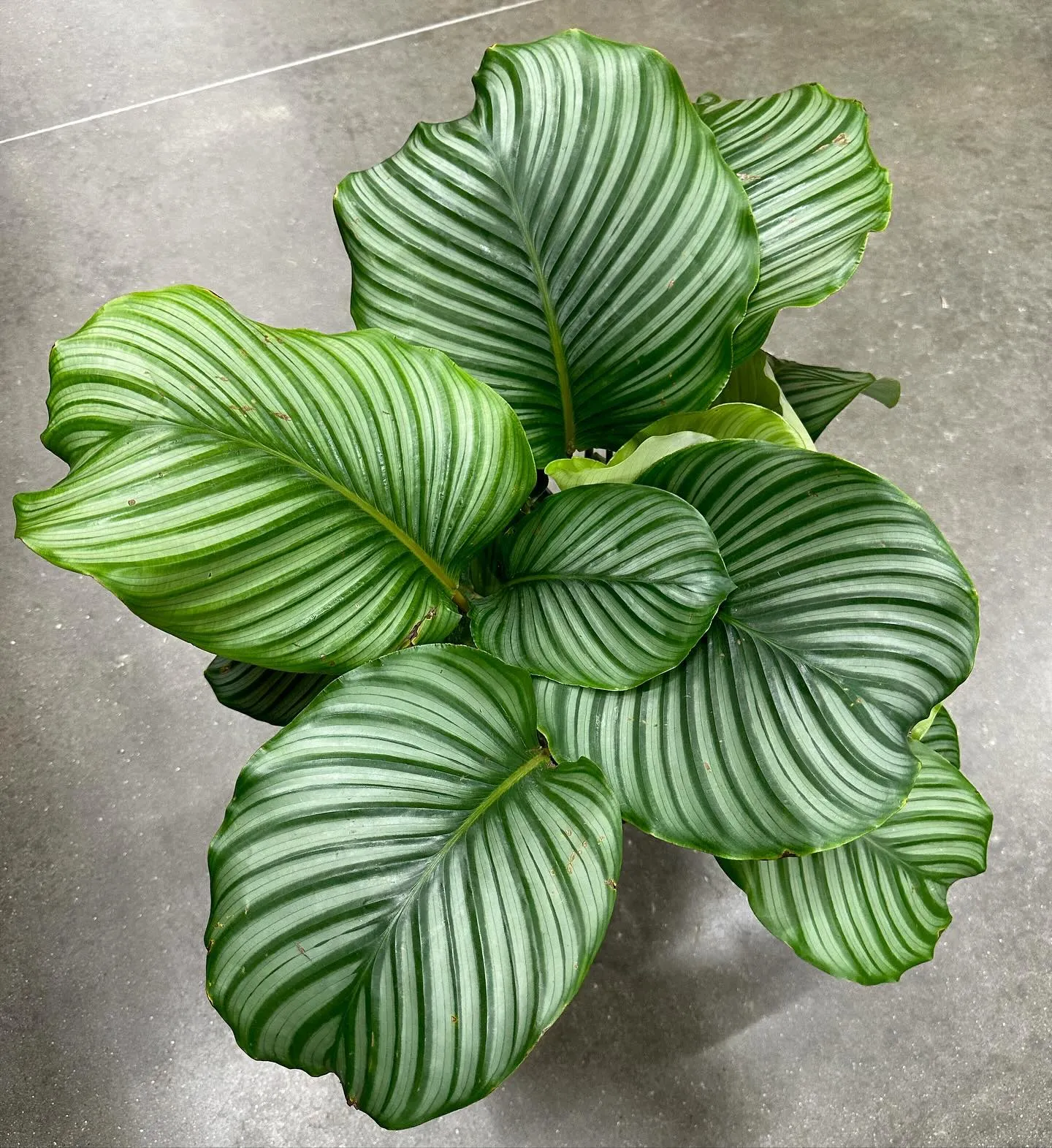 Calathea Orbifolia Care Tips & Tricks Guide