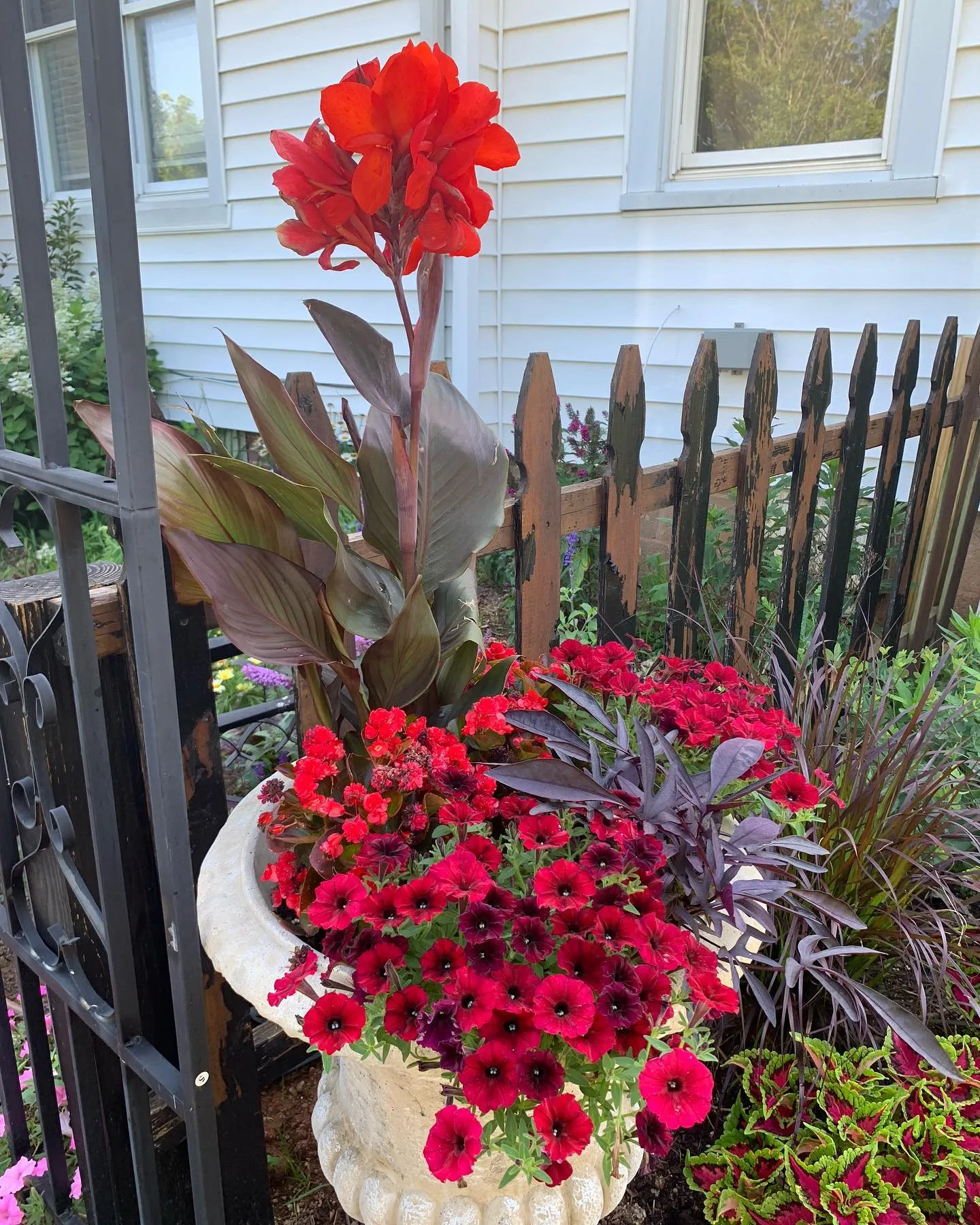 Canna Lily Care Guide: Tips for a Vibrant Garden