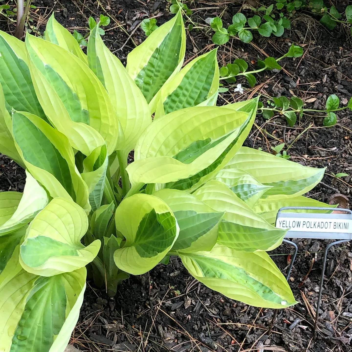 Grow Lush Hostas in Your Shade Garden