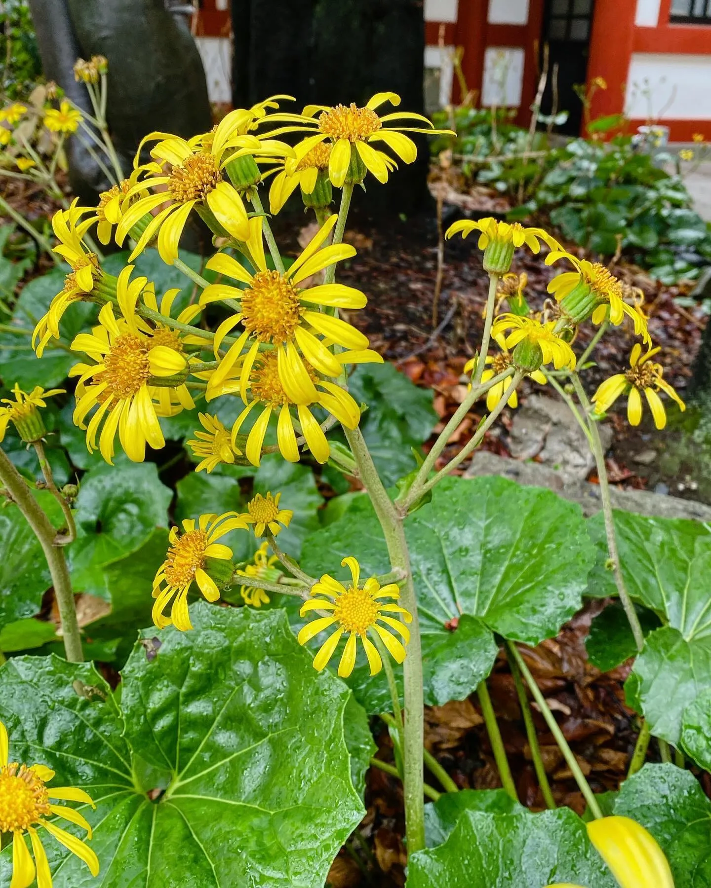 Grow a Lush Garden with Leopard Plant Care