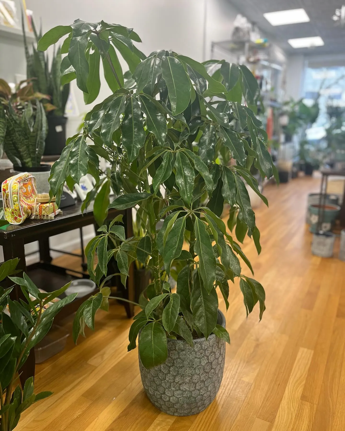 Umbrella Tree Guide: Care, Types & Growth Tips